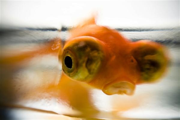 23 Photos Shot with Lensbaby - Photoshop Tutorials